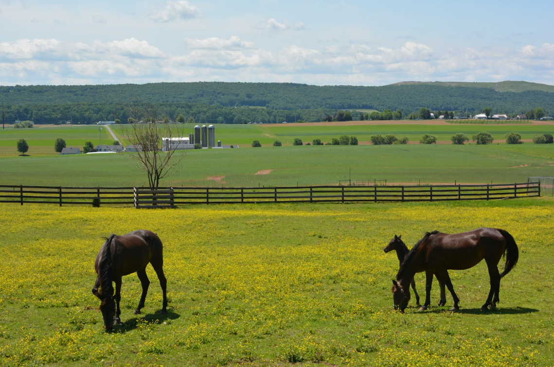 What Makes a Good Horse Pasture? - The Farm Clinic